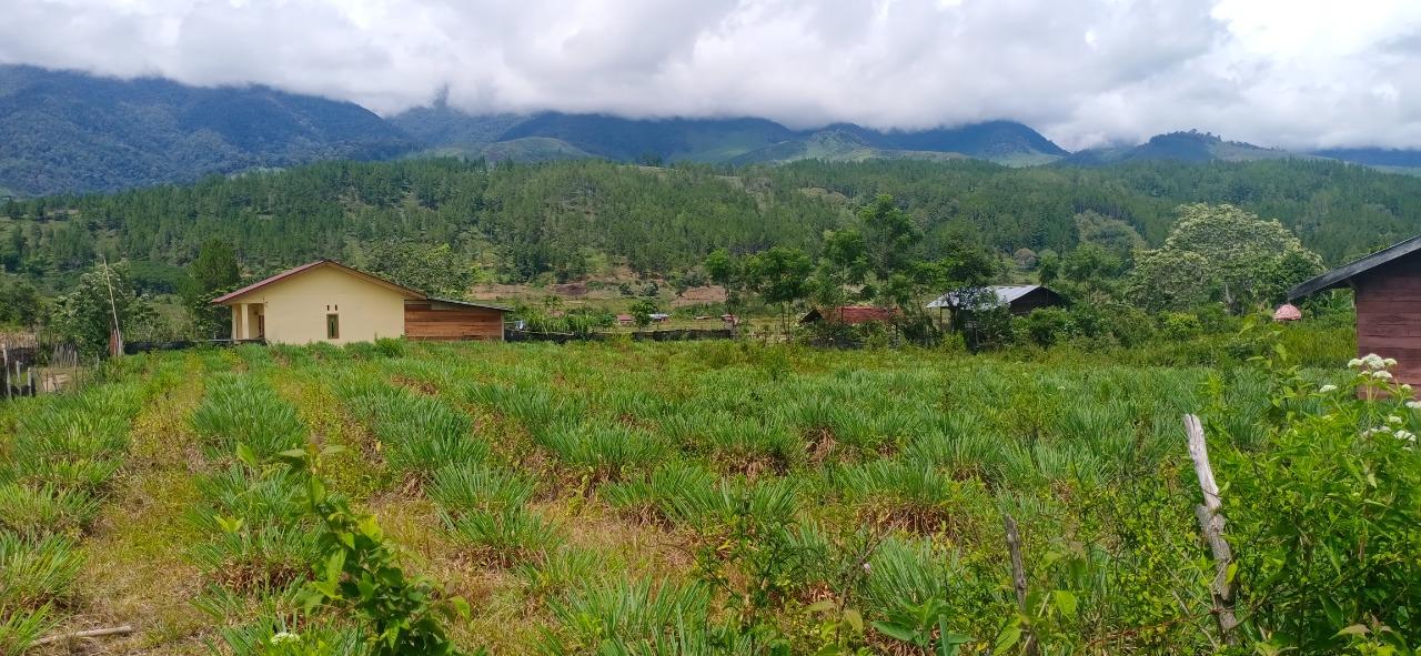 Minyak Serai Wangi di Gayo Lues Mulai Naik, Segini Harganya Hari Ini ...