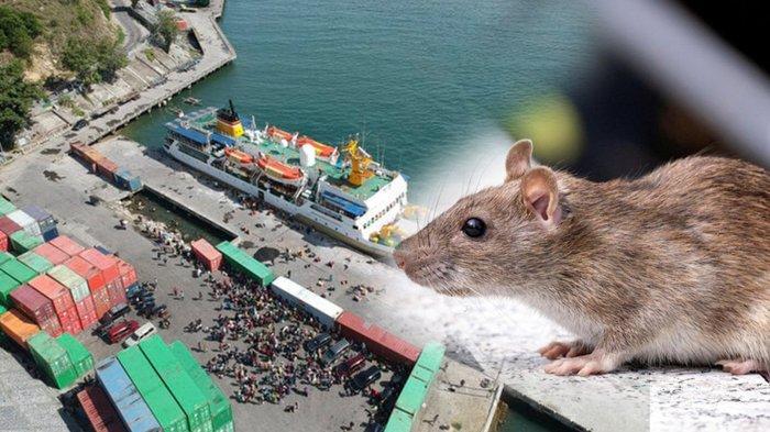 30 Kilogram Daging Tikus Siap Konsumsi Disita di Pelabuhan Gorontalo ...