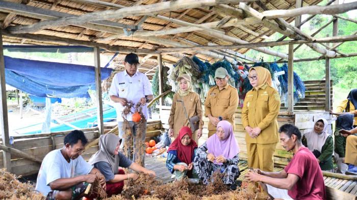Gubernur Gorontalo Gusnar Ismail Tinjau Sentra Rumput Laut Ilodulunga ...