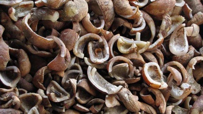 Harga Kopra Tembus Rp 20 Ribu per Kilogram Senin 07 Juli 2025, Petani ...