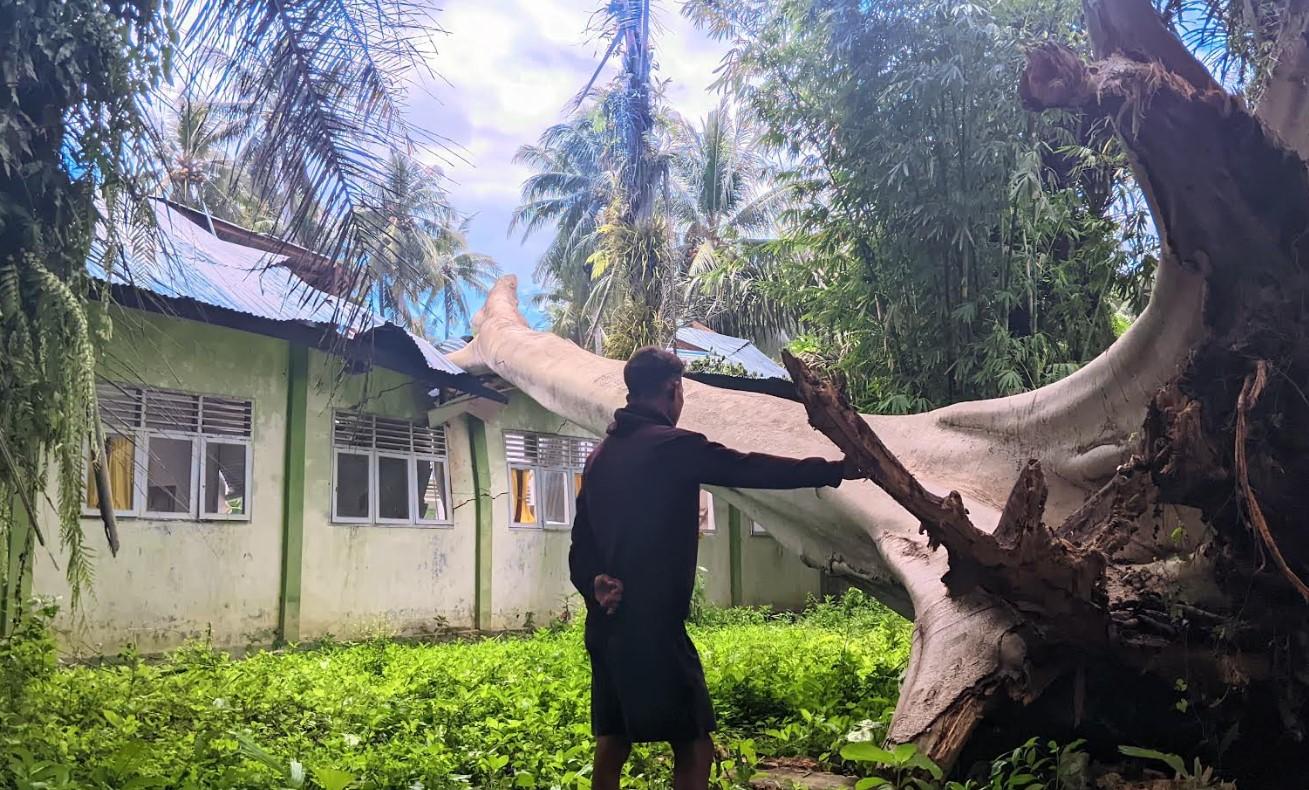 Pohon Tumbang Rusak SMPN 1 Tilango Gorontalo, Kerugian Rp300 Juta dan ...