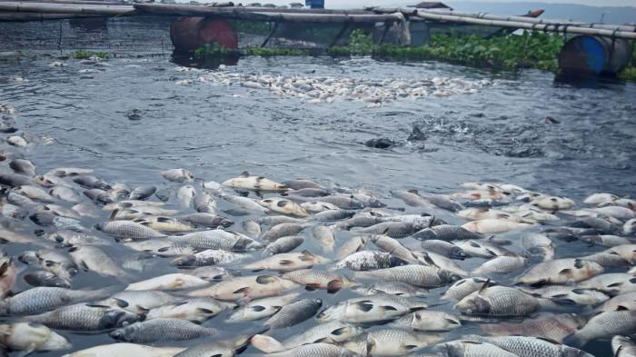 Ikan Mati Massal di Waduk Jatiluhur Purwakarta, Warga Ambil yang Masih ...