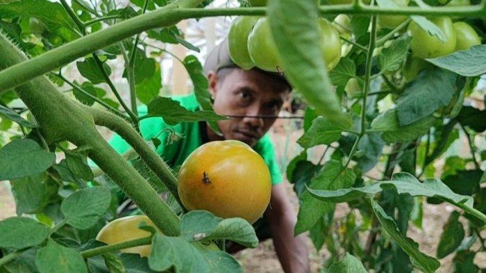3.000 Lowongan Petani Milenial 2024 Dibuka Pemerintah, Gaji Rp 10 Juta, Ini Syarat & Cara ...