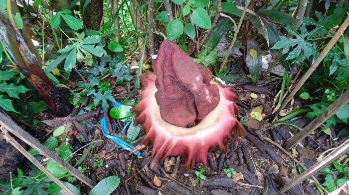 Bunga Suweg Juga Mekar di Sukabumi, Niatnya Tanam Porang Malah Tumbuh ...