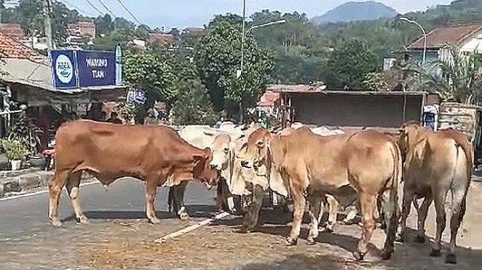 Truk Pengangkut Sapi Terguling di Nagreg, Belasan Sapi Bergerombol di Tengah Jalan, Truk ...