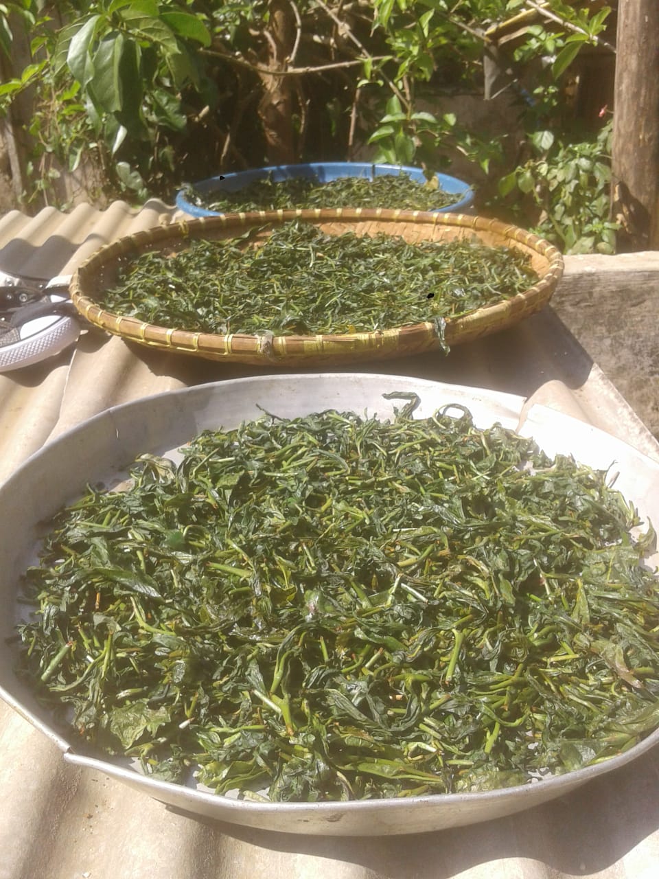Mengenal White Tea, Teh Eksklusif dengan Antioksidan Tinggi yang Dulu ...