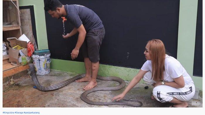 Garaga Ular King Kobra Bersikap Begini saat Dimandikan Ana Cikey, Panji ...