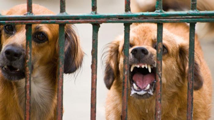 Bahaya Rabies: Gejala, Penularan, Pencegahan, dan Pengobatan ...