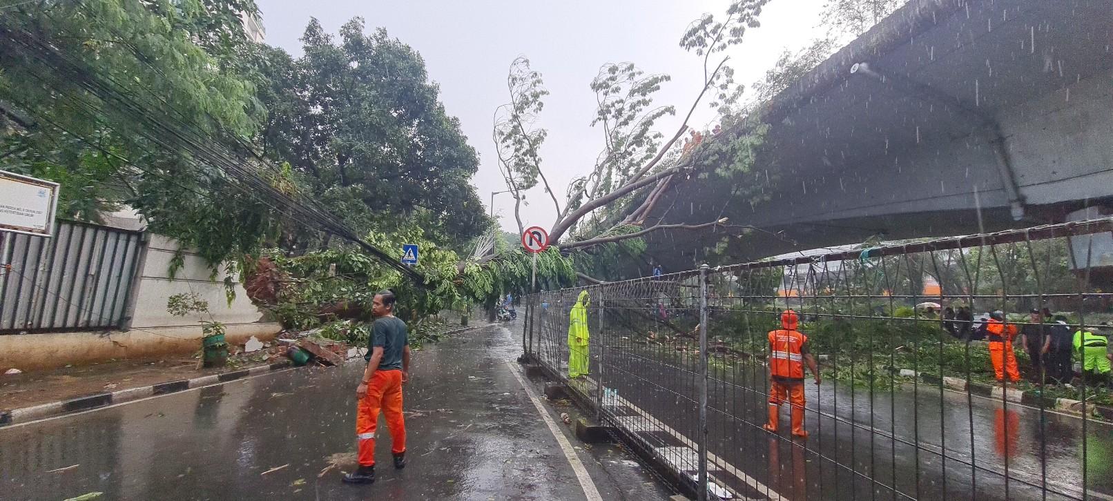 Pohon 10 Meter Tumbang di Pancoran Timpa Pagar Jembatan, Rambu Sampai ...