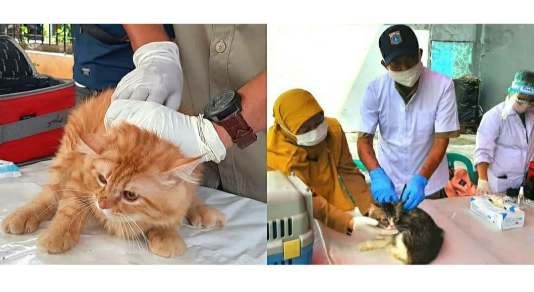 Jadwal Vaksinasi Rabies untuk Hewan Gratis di Jakarta Selatan Selama ...