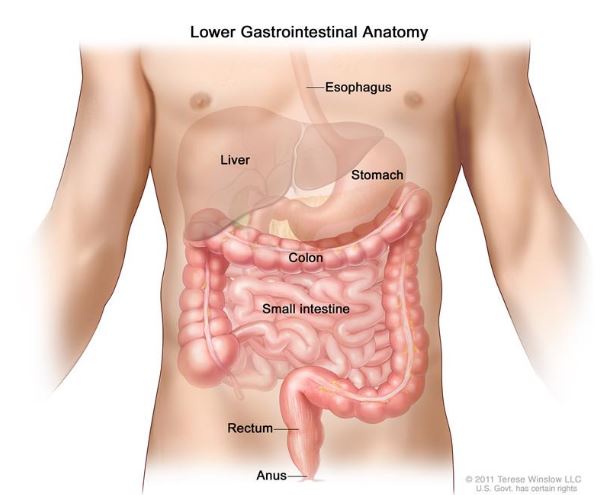Mengenal Penyakit Kanker Rektum Pada Sistem Pencernaan, Ada Tiga Cara ...