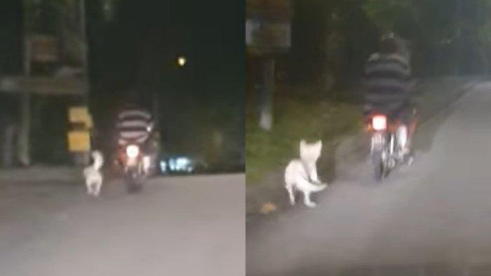 Viral di Fb, Pria Ikat Anjing di Belakang Motor, Sampai Nyaris Terseret ...