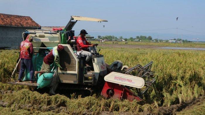 Pakai Pupuk Organik dari Eceng Gondok, Petani di Pati Klaim Bisa Panen ...