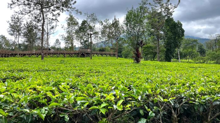 Tambi Tea Resort, Suguhkan Wisata Edukasi dari Balik Hamparan 800 ...