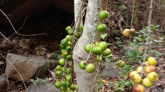 Luwingan Kaya Manfaat Mirip Buah Tin, Jarang Dimanfaatkan Masyarakat ...