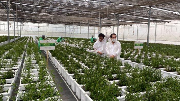 Irwan Hidayat Cek Perkembangan Tanaman Rempah di Green House Sido ...