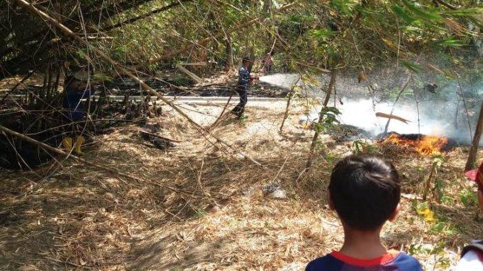 Ladang Bambu Terbakar, Nyaris Merambat Pemukiman Warga, Dugaan Awal ...