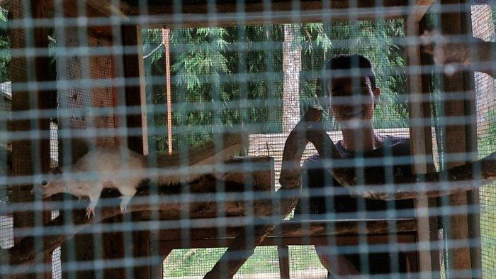 Mini Zoo Kemuning Karanganyar Tambah Koleksi Satwa Eksotis, Ada Sugar ...