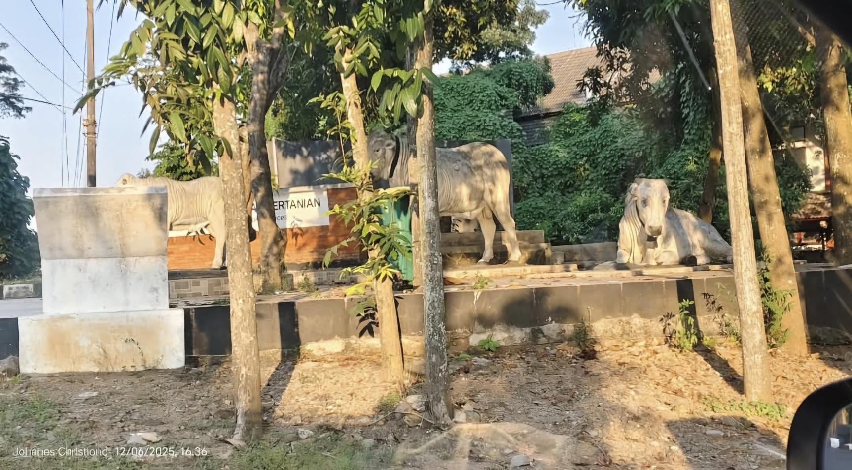 Perjalanan Panjang Patung Sapi di Peternakan Undip, Sempat Dipajang di ...