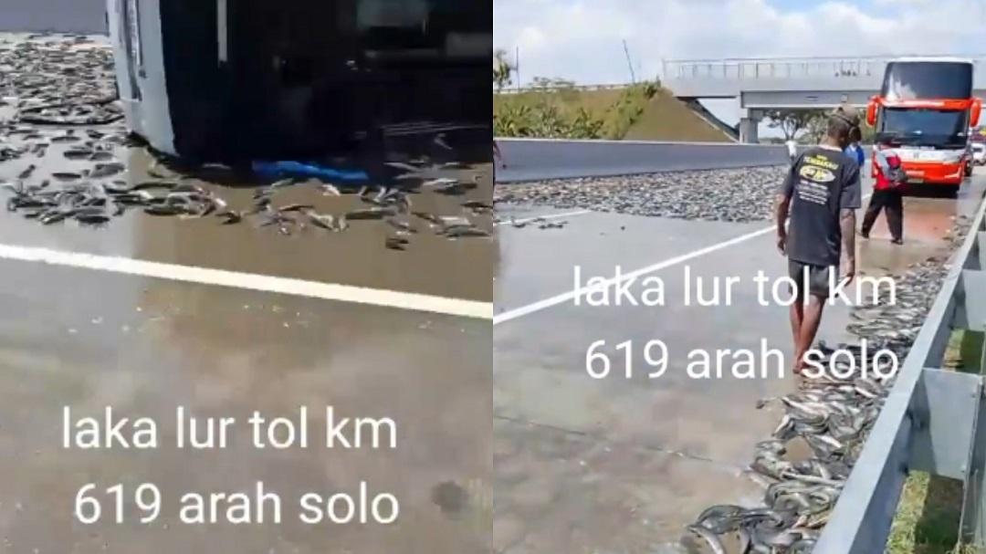 Ribuan Lele Terdampar di Jalan Tol Arah Solo, Pikap Kecelakaan hingga Terguling - Tribunjateng.com
