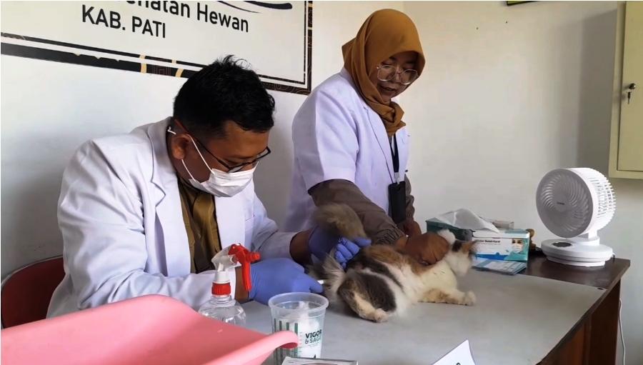 Viral Suntik Rabies Rp 69 Juta, Ini Kronologi Anak Turis Digigit Monyet ...