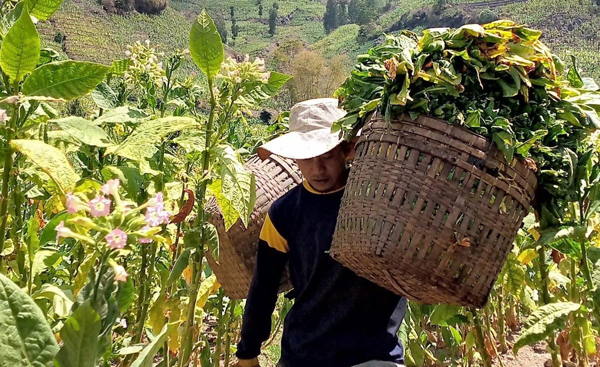 Ketika Tembakau Tak Cukup Hanya Dijemur, Asa Petani di Tangan Industri ...