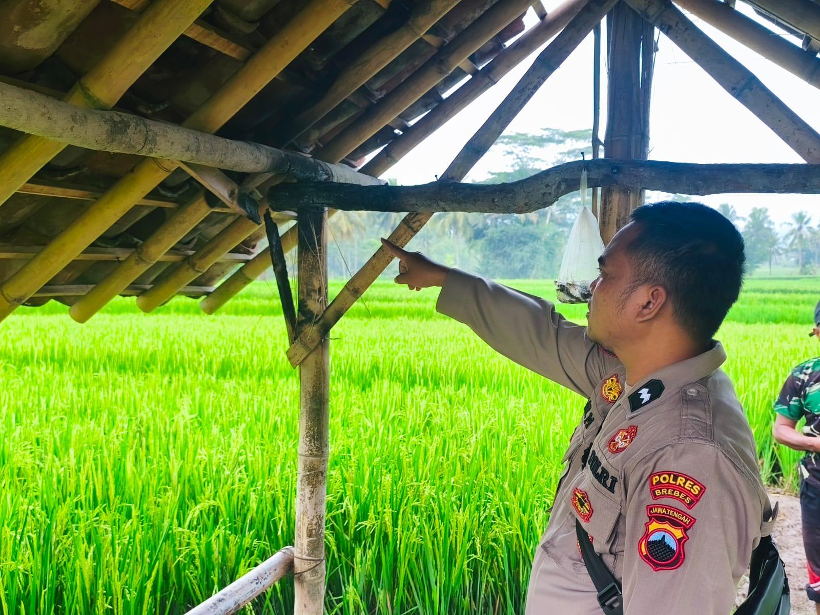 Penampakan Gubuk Lokasi 5 Remaja di Tonjong Brebes Tersambar Petir ...