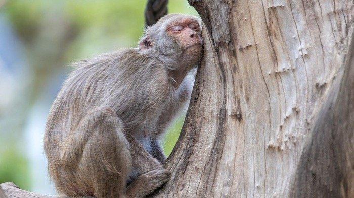 Dongeng Sebelum Tidur Monyet Tega Mencuri Makan Kura-kura ...