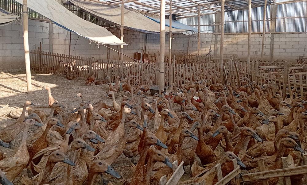 Mengintip Cara Sukses Toha Beternak Bebek Petelur di Desa Sraten ...