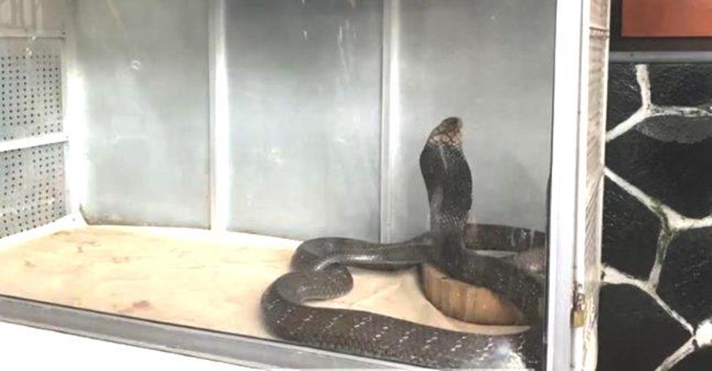 Viral! Kumar Bocah 1 Tahun Gigit Ular Kobra hingga Mati - Tribunjateng.com