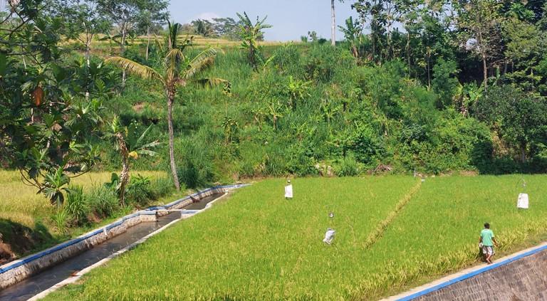 Pemda di Jateng Fokus Optimalisasi Jaringan Irigasi Dukung Pertanian ...