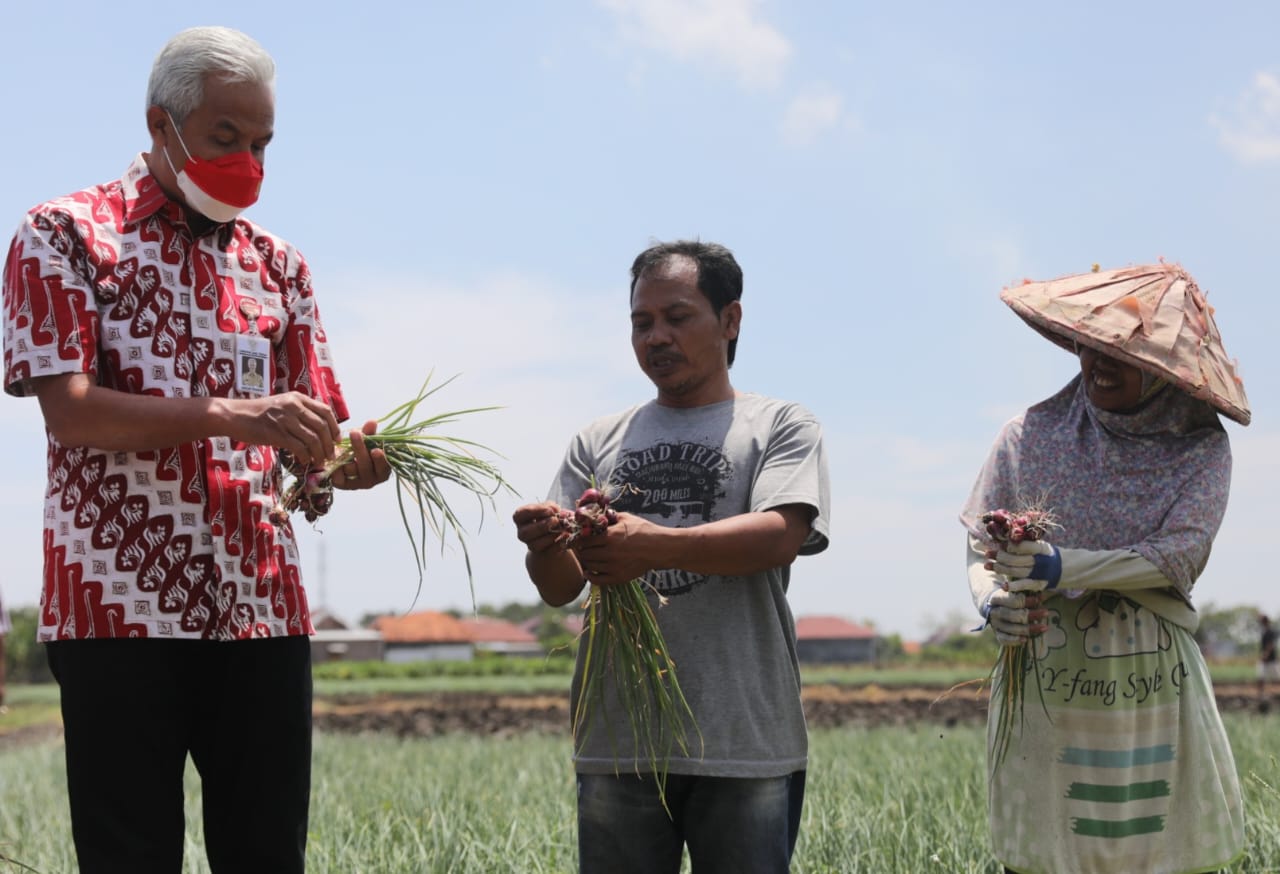 Ganjar Tingkatkan Produktivitas Bawang Merah Melalui Pemulihan Lahan ...