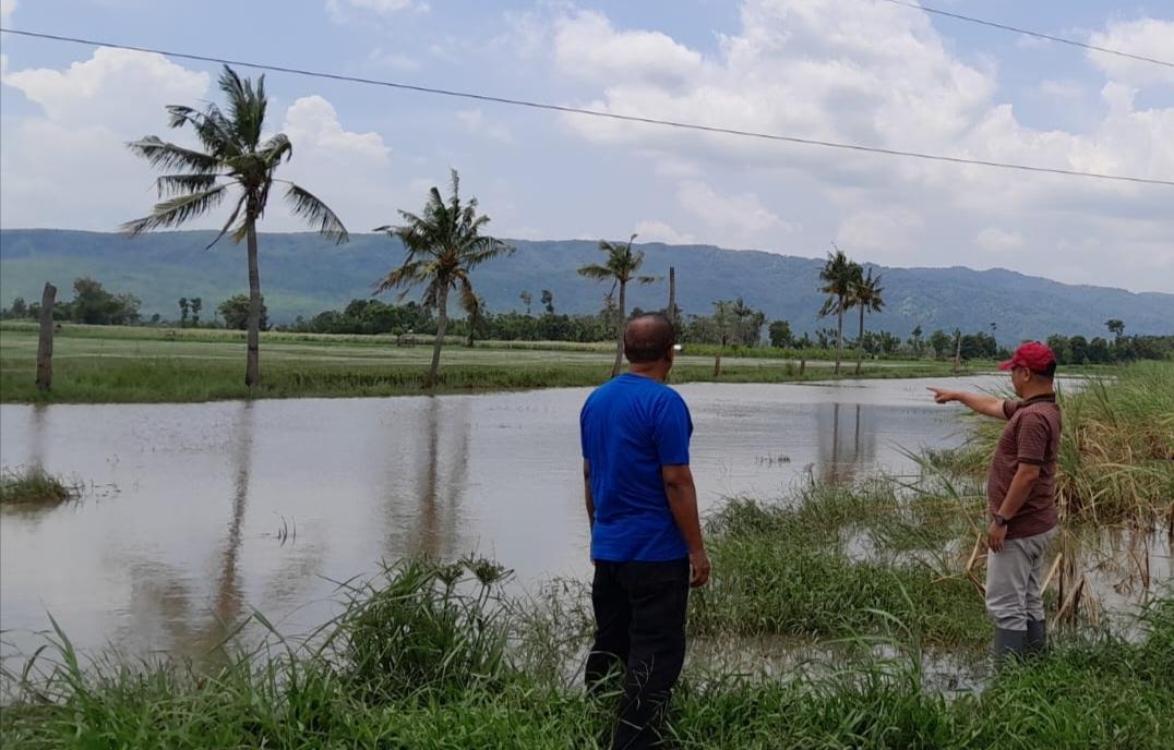 Terendam Banjir, Ratusan Hektare Lahan Petani Terancam Gagal Panen - tribunjatim-timur.com