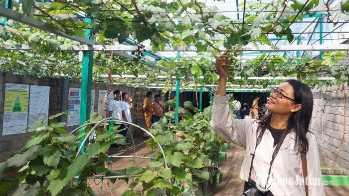 Dari Hobi Jadi Kawasan Agroeduwisata, Tanaman Anggur Tumbuh Subur di ...