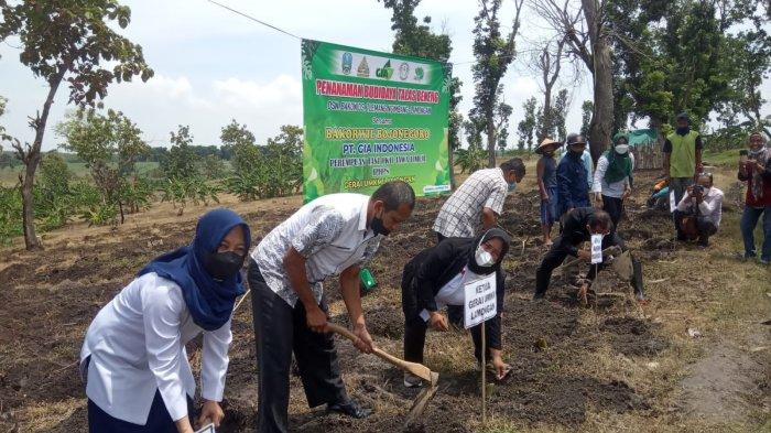 Talas Beneng Kebangaan Pandeglang Jabar Mulai Dibudidayakan di Lamongan ...