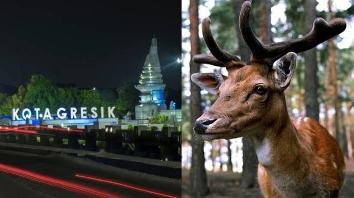 Mengenal 6 Fakta Menarik Gresik, Dikenal Kota Bandar hingga Maskot Rusa ...