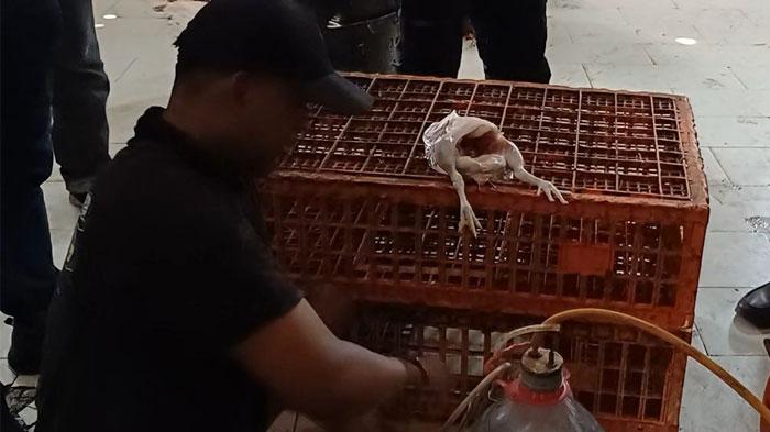 Suntik Ayam Gelonggongan Pakai Air Kotor, Soyib Bisa Raup Keuntungan ...