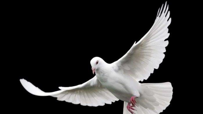 4 Arti Mimpi Burung Putih atau Merpati Putih Menurut Primbon, Apa Ini ...