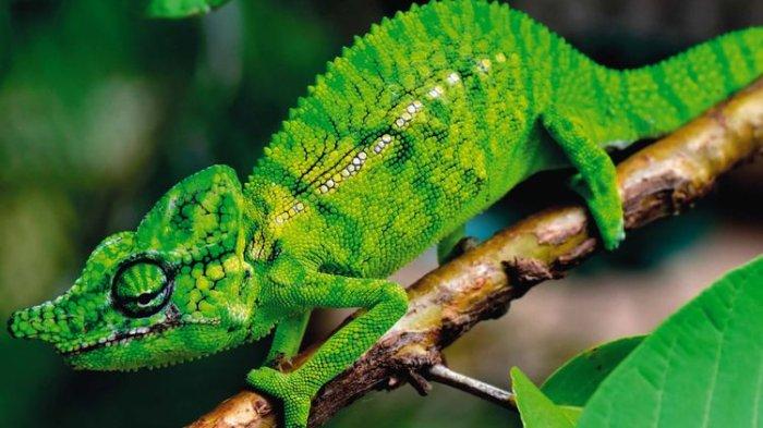 Macam-macam Cara Adaptasi Pada Hewan, Mimikri, Kamuflase, Autotomi ...