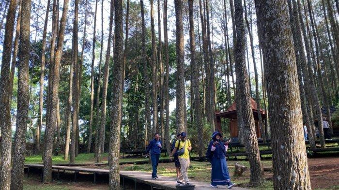 Hutan Pinus Mangunan, Surga Wisata Fotografi Tersembunyi di Jogja ...