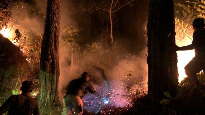 Hutan Pinus Lahan Perhutani di Desa Medono Purworejo Terbakar ...