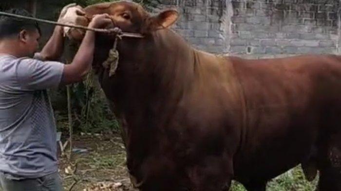 Sapi-sapi Kurban Banpres Prabowo Subianto di Jogja dan Magelang ...