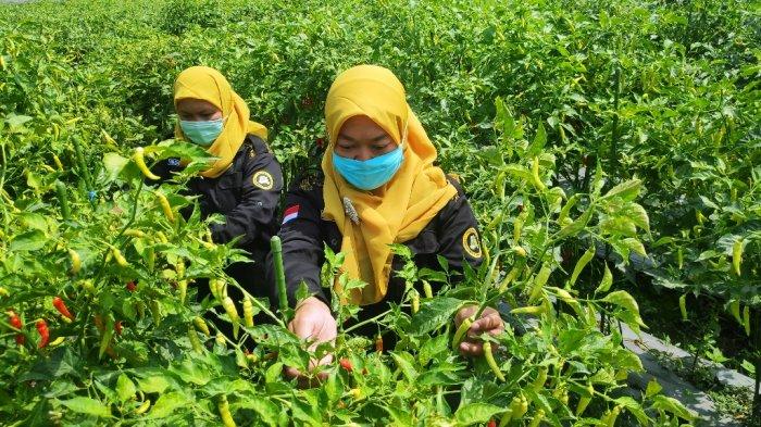 Garam dan Micin Ternyata Bisa Bikin Tanaman Subur dan Rimbun, Begini ...