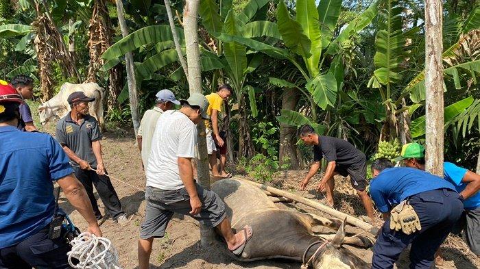 Sapi Jawa di Desa Kotesan Klaten Ngamuk dan Kabur dari Tempat Kurban ...