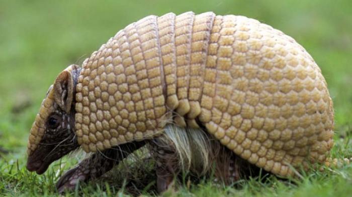 5 Ton Daging Trenggiling Beku Disita - Tribunjogja.com