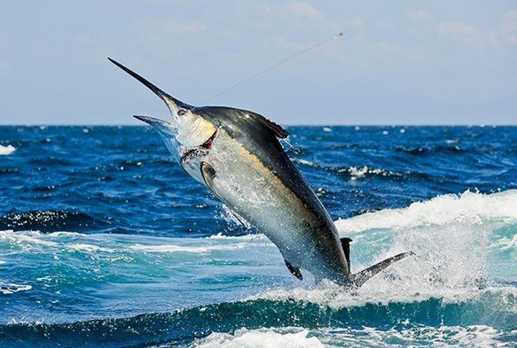 10 Fakta Unik Ikan Layar atau Marlin - Tribunjogja.com