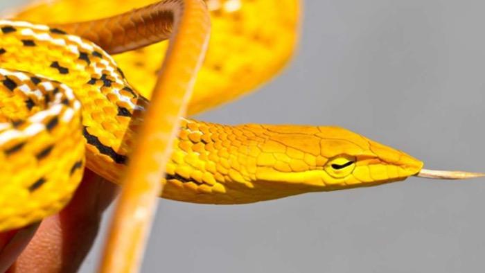 25 ARTI MIMPI Ular Kuning Masuk Rumah, Dikejar Ular Kuning, dan ...