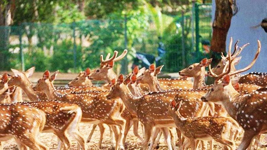 5 Alasan Kamu Harus Jalan-jalan ke Taman Rusa Sekupang di Batam Kepri ...