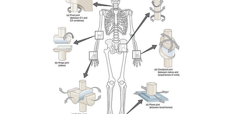 Materi IPA Kelas IX: Macam-macam Sendi, Contoh, dan Metode Mudah ...