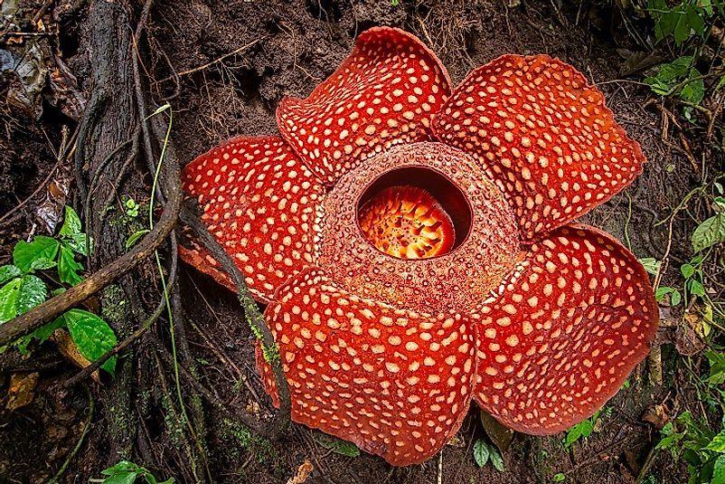 Apa Itu Bunga Rafflesia Arnlodi ? Bunga Raksasa Asli dari Indonesi ...